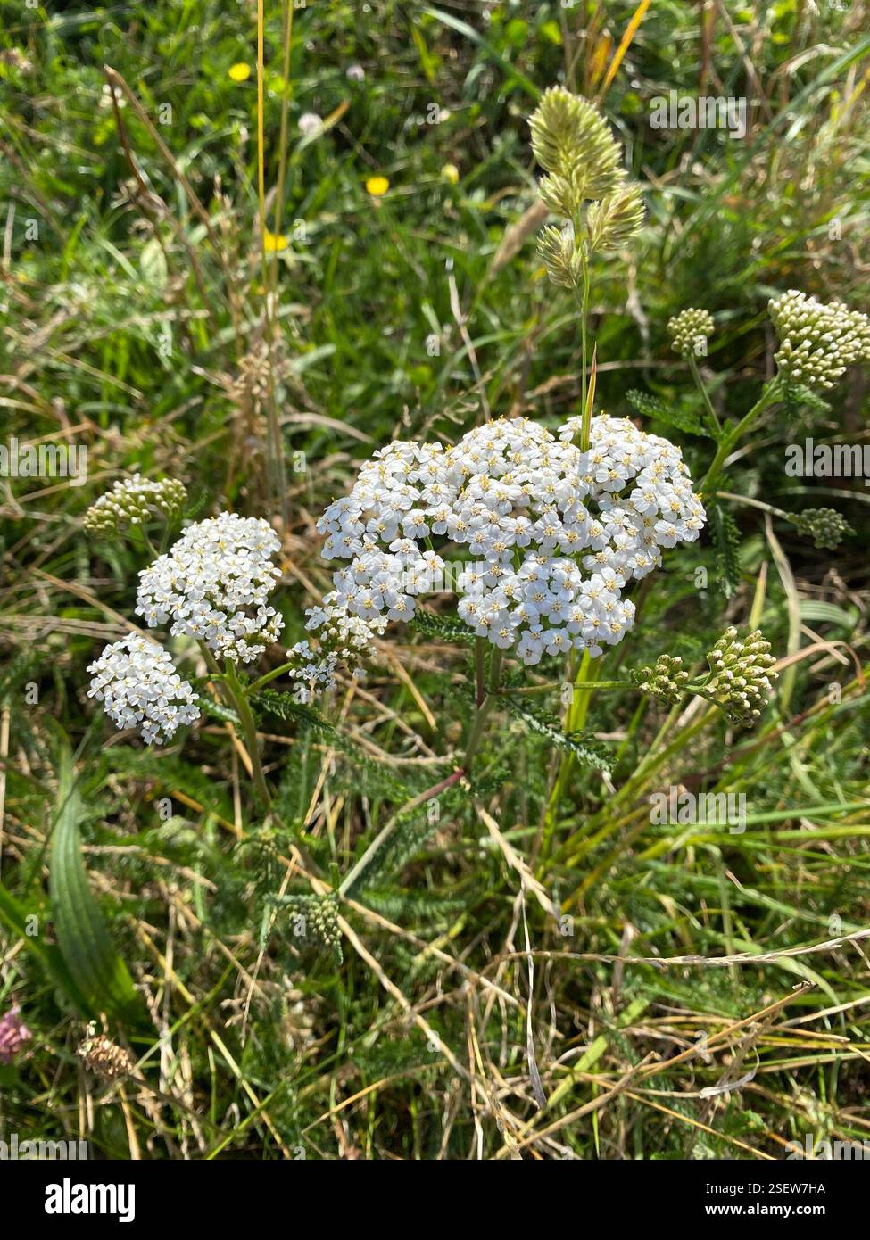 common yarrow (Achillea millefolium), Plantae, Hurunui, NZ-CA, NZ Stock ...