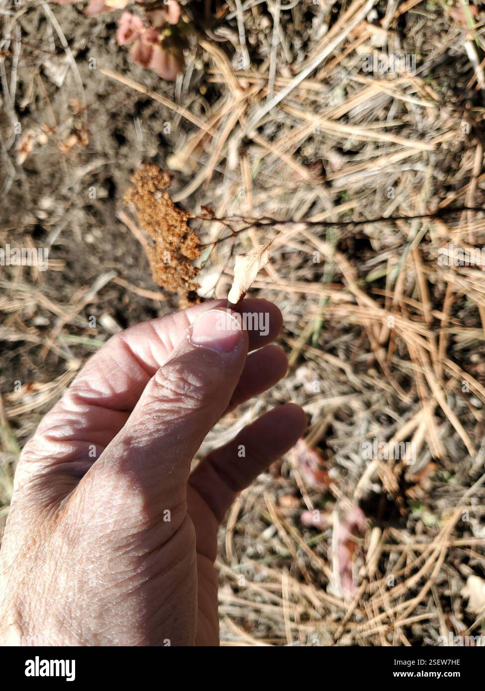 Northern Yarrow (Achillea millefolium borealis), Plantae, Fergus ...