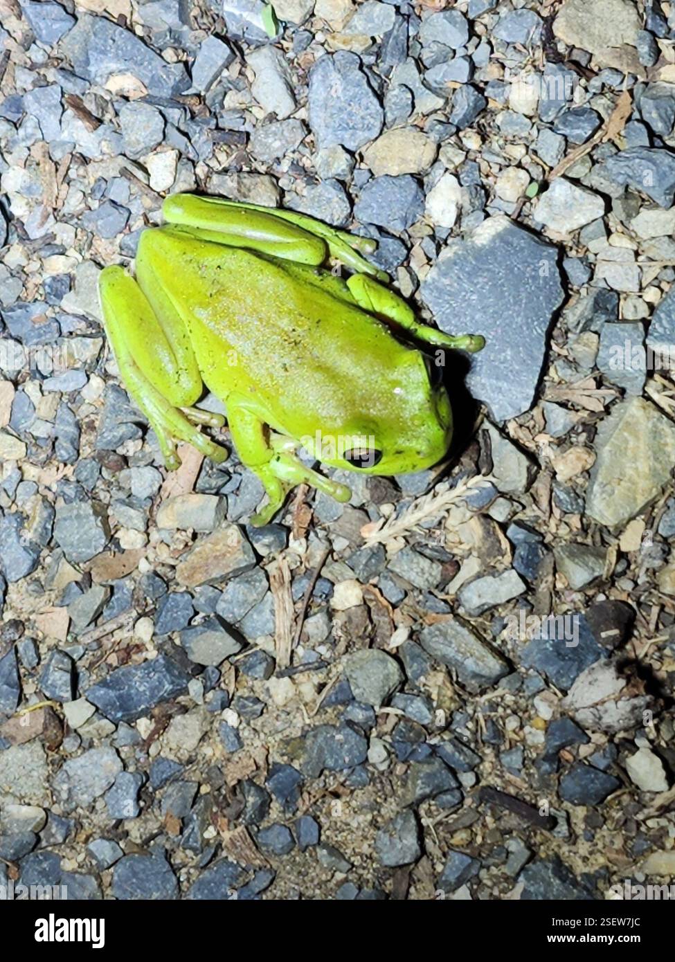 Australian Green Tree Frog (Ranoidea caerulea), Amphibia, Fitzroy - Pt ...