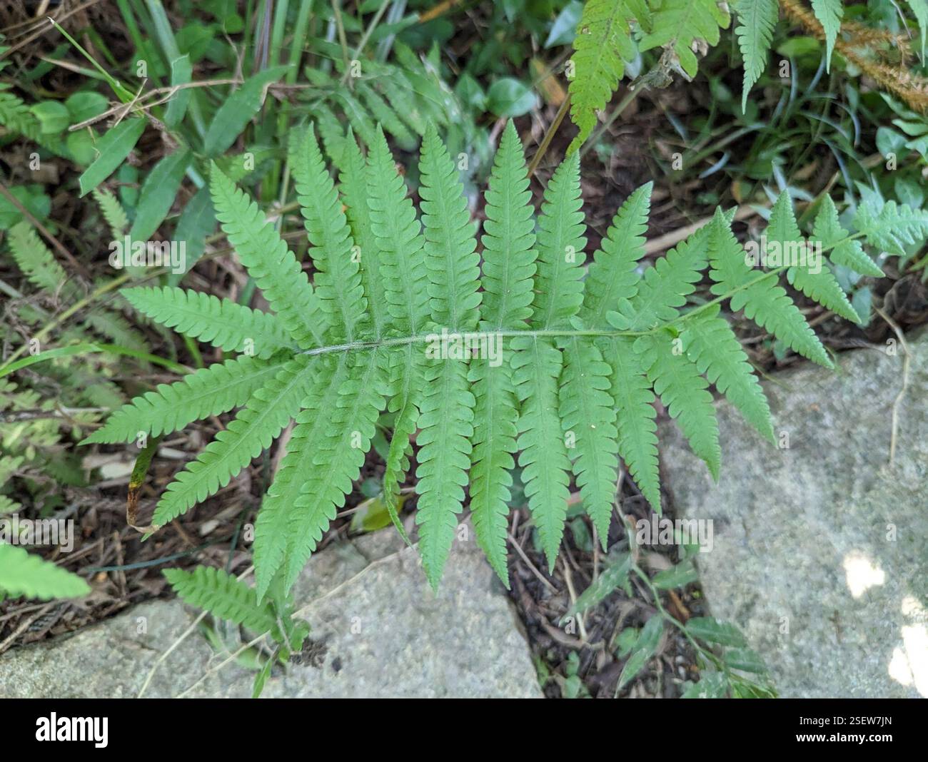 Parasitic Tri-vein Fern (Christella parasitica), Plantae, 106, Taiwan ...