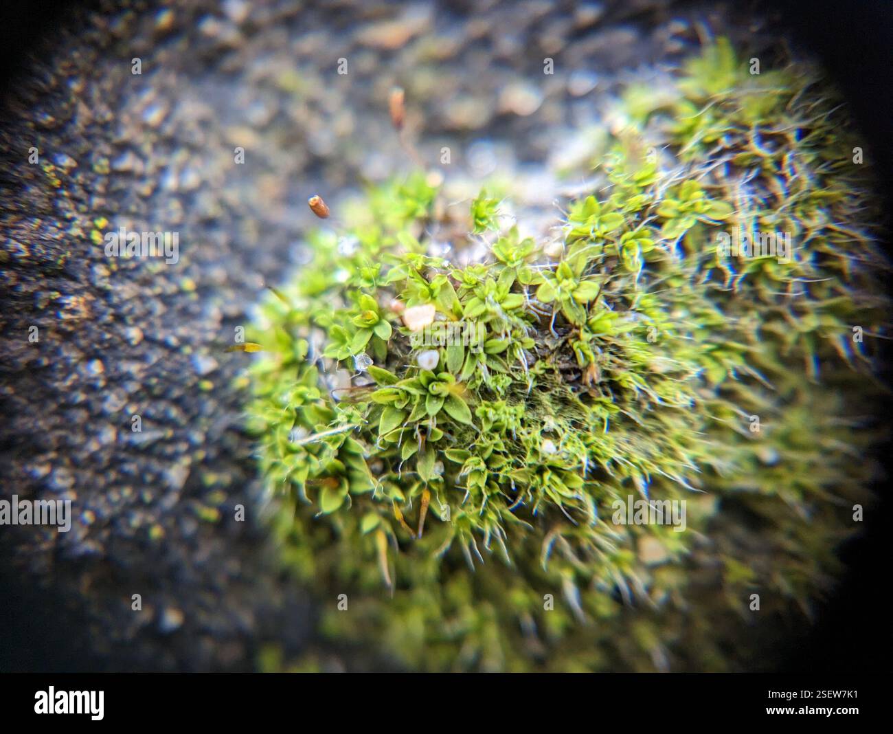 Wall Screw-moss (Tortula muralis), Plantae, West End, Vancouver, BC ...