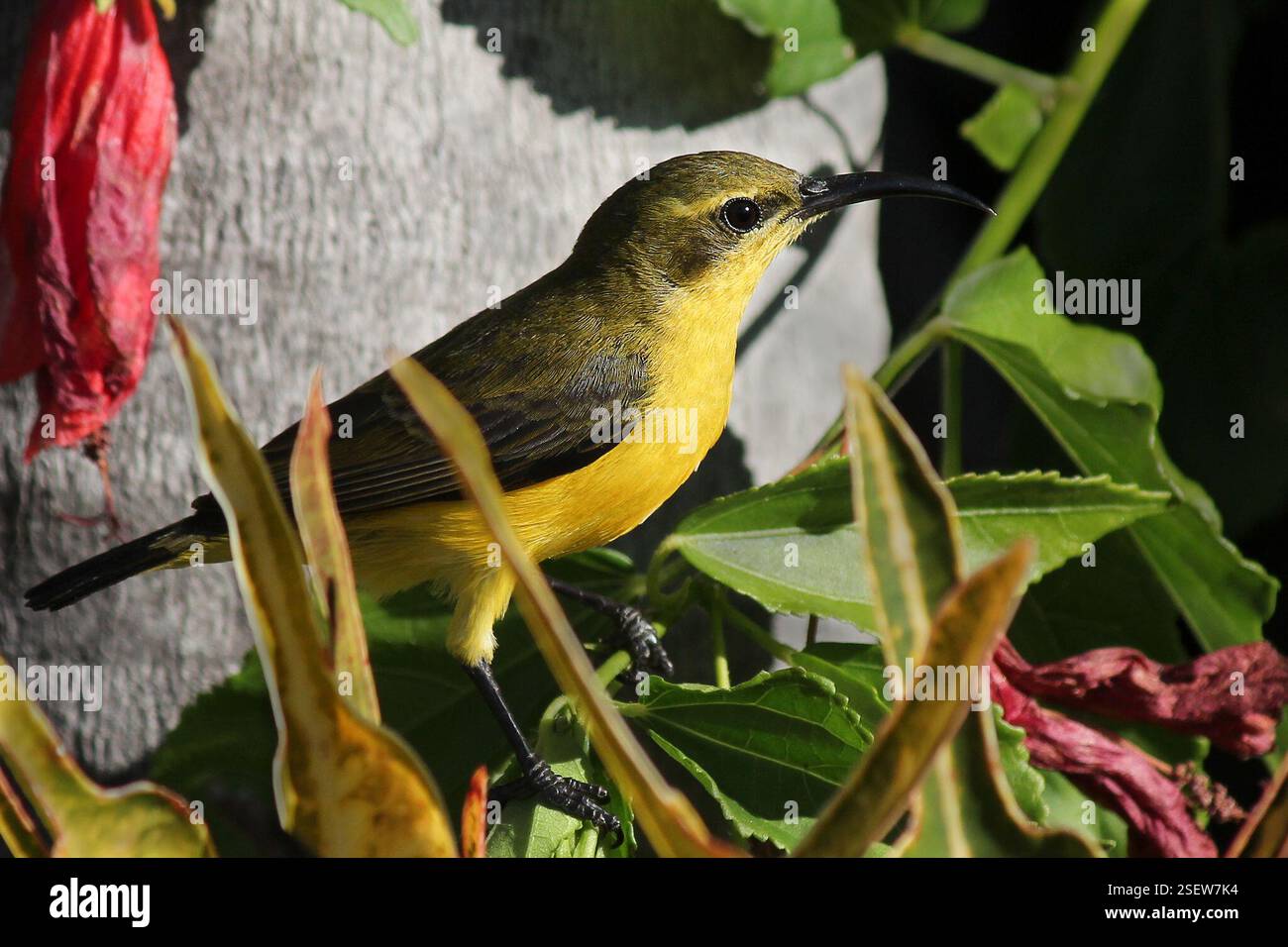 Sahul Sunbird (Cinnyris frenatus), Aves, Kinka Beach QLD 4703 ...