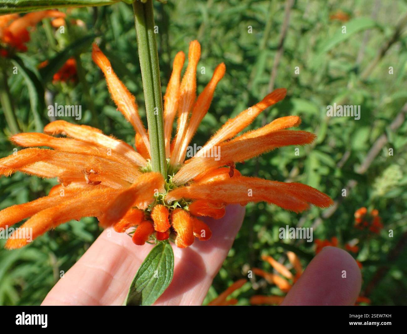 Common Lionspaw (Leonotis leonurus), Plantae, uMgungundlovu District ...