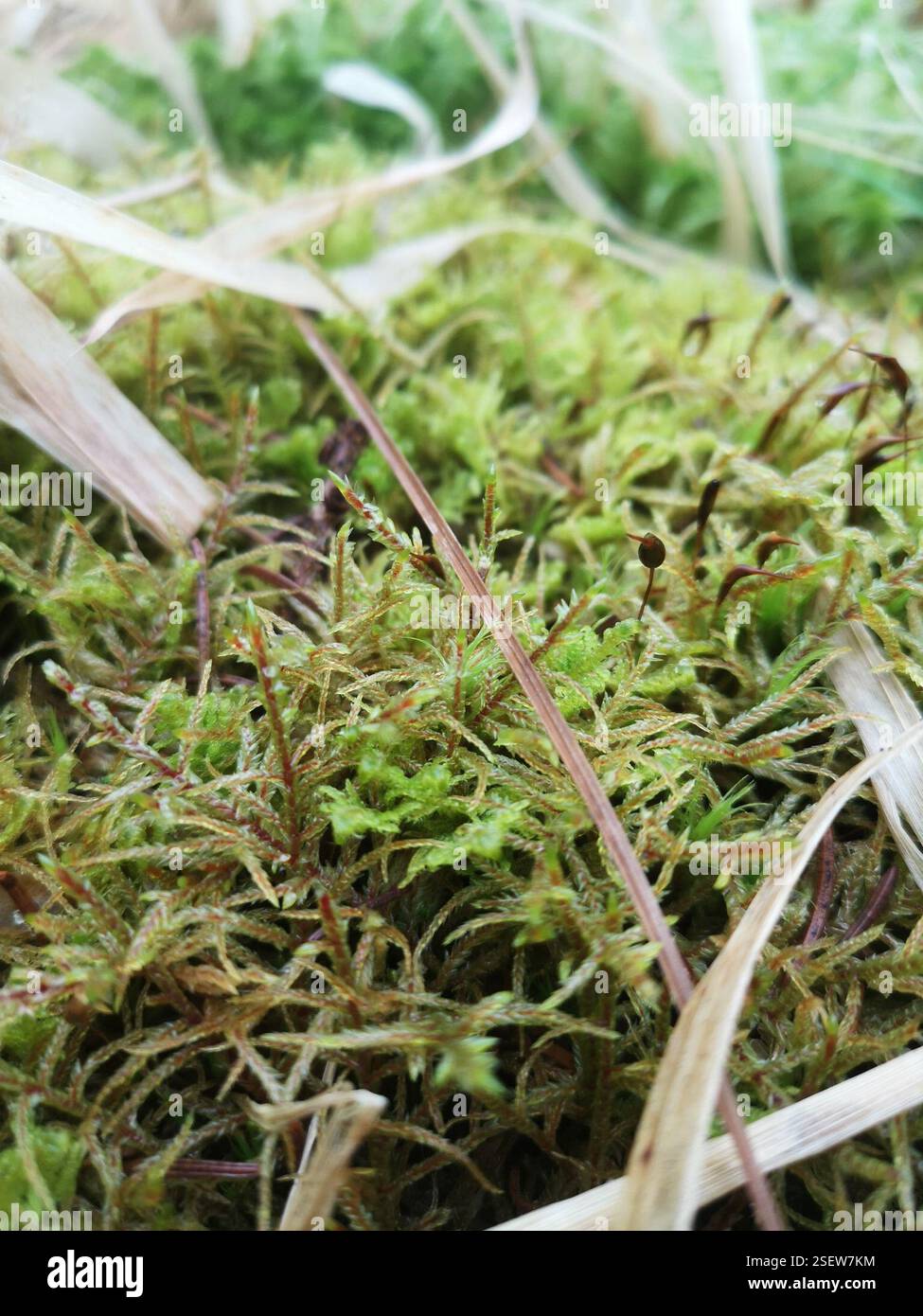 Red-stemmed Feather Moss (Pleurozium schreberi), Plantae, Strážný ...