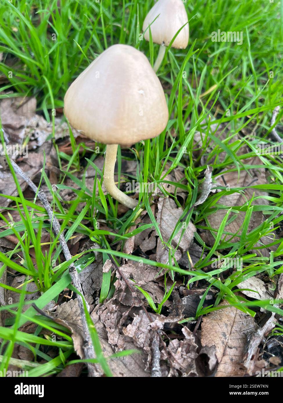 Tall Psathyrella (Psathyrella longipes), Fungi, Spring Valley Golf ...