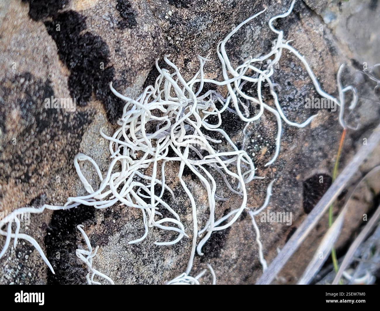 Whiteworm Lichen (Thamnolia vermicularis), Fungi, 9412, New Zealand ...