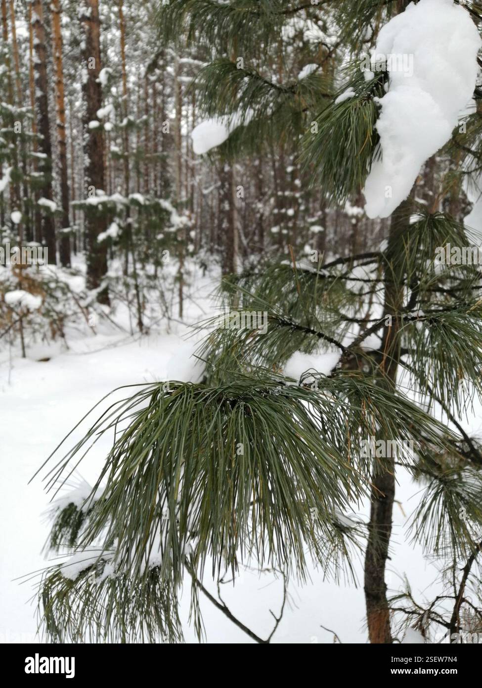Siberian pine (Pinus sibirica), Plantae, Иркутская обл., Россия, 665490 ...