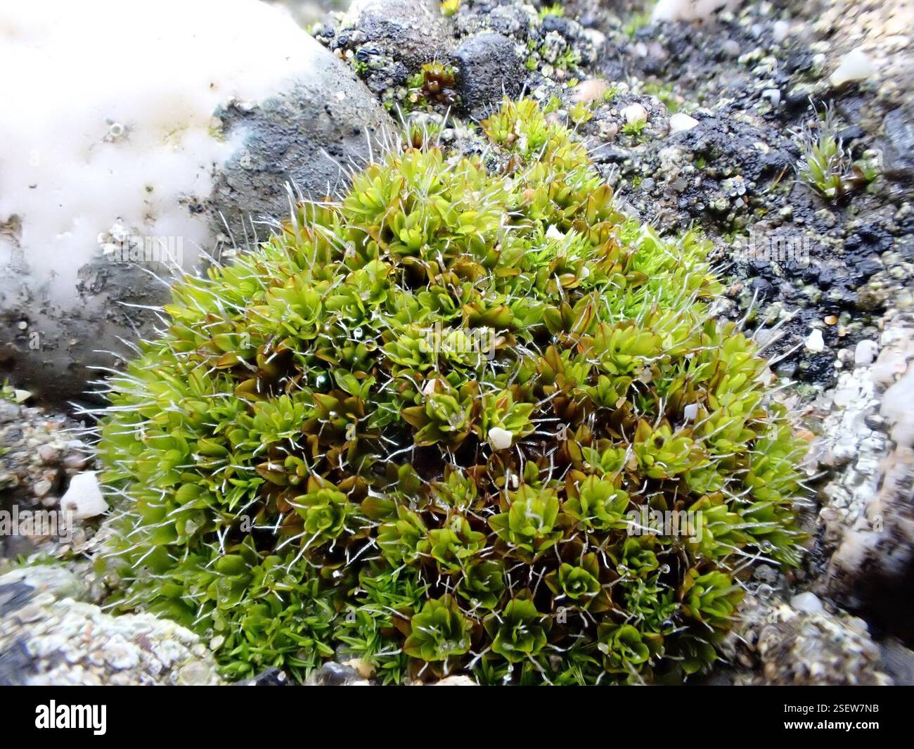 Intermediate Screw-moss (Syntrichia montana), Plantae, Amsterdamse ...