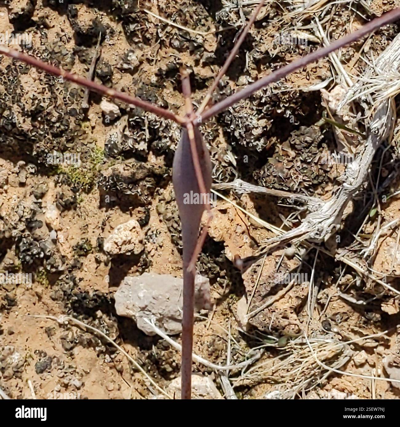 Desert Trumpet (Eriogonum inflatum), Plantae, Clark County, US-NV, US ...