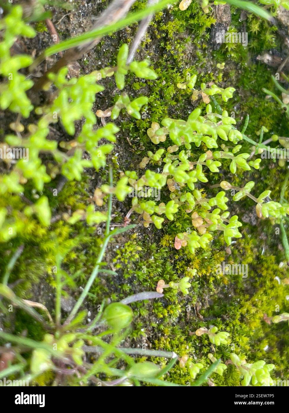 sand pygmyweed (Crassula connata), Plantae, Torrey Pines Scenic Dr, San ...