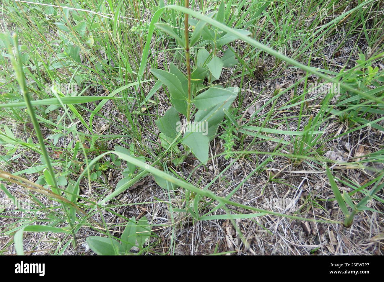 Stiff Sunflower (Helianthus pauciflorus), Plantae, Dufferin No. 190, SK ...