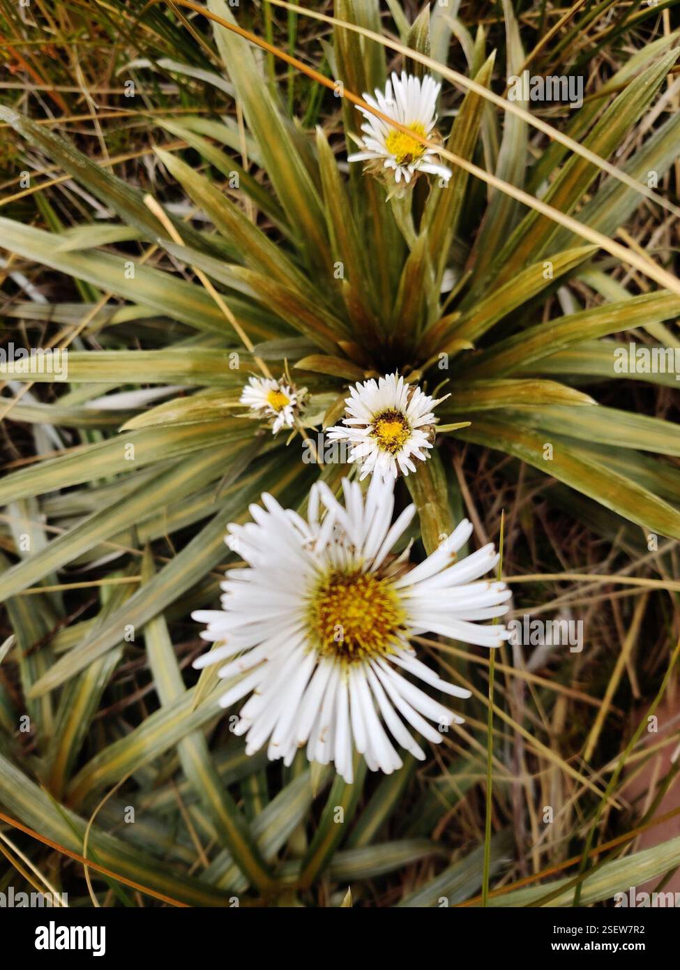 Armstrong's Mountain Daisy (Celmisia armstrongii), Plantae, Lake Sumner ...