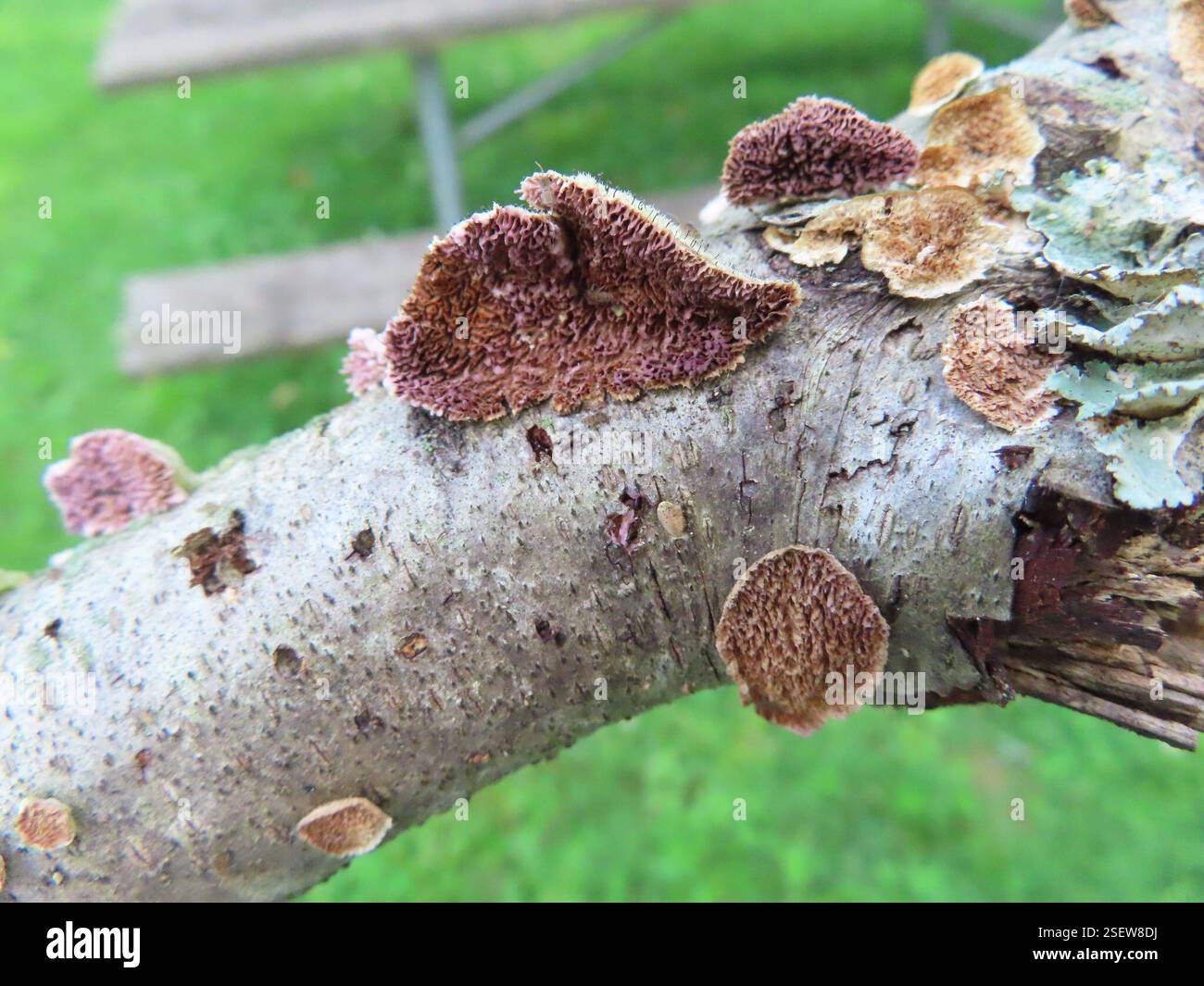 violet-toothed polypore (Trichaptum biforme), Fungi, Louisville, KY ...