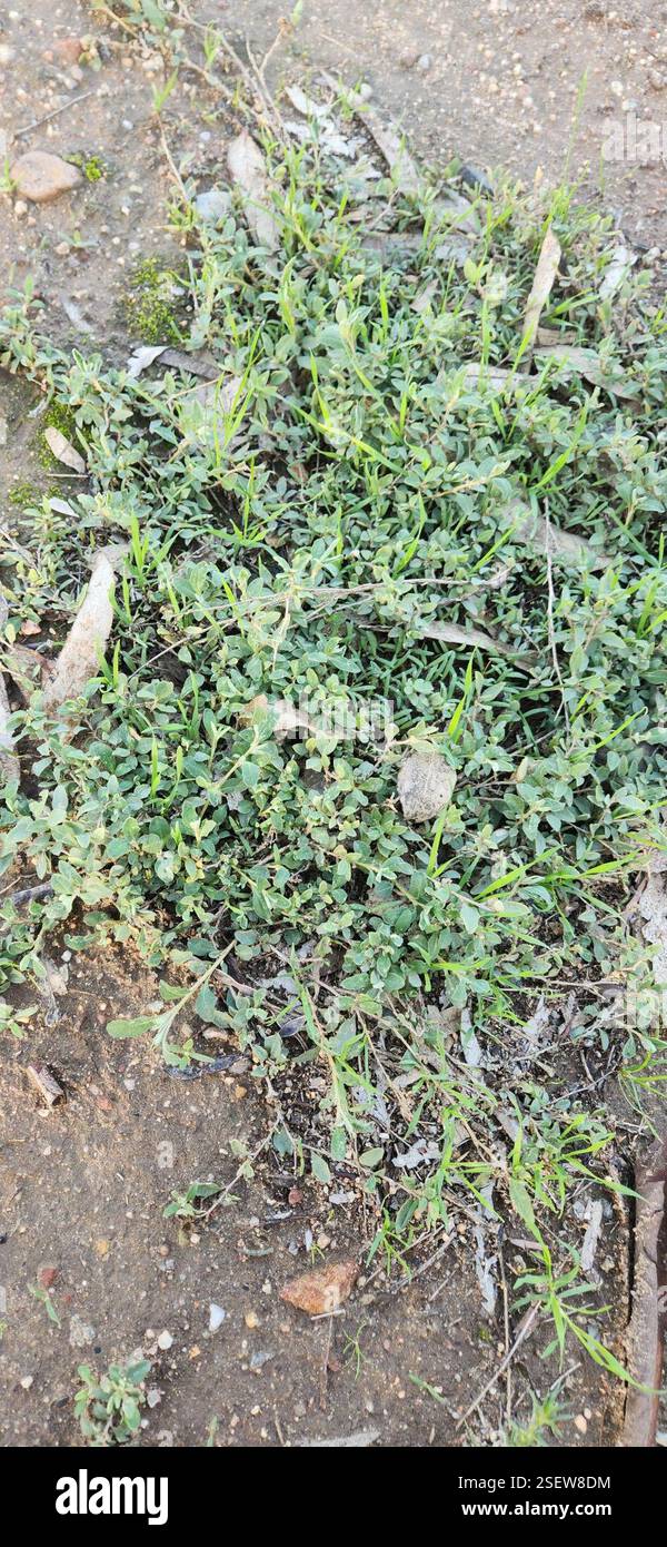 saltbush subfamily (Chenopodioideae), Plantae, 22430 Tijuana, Baja ...