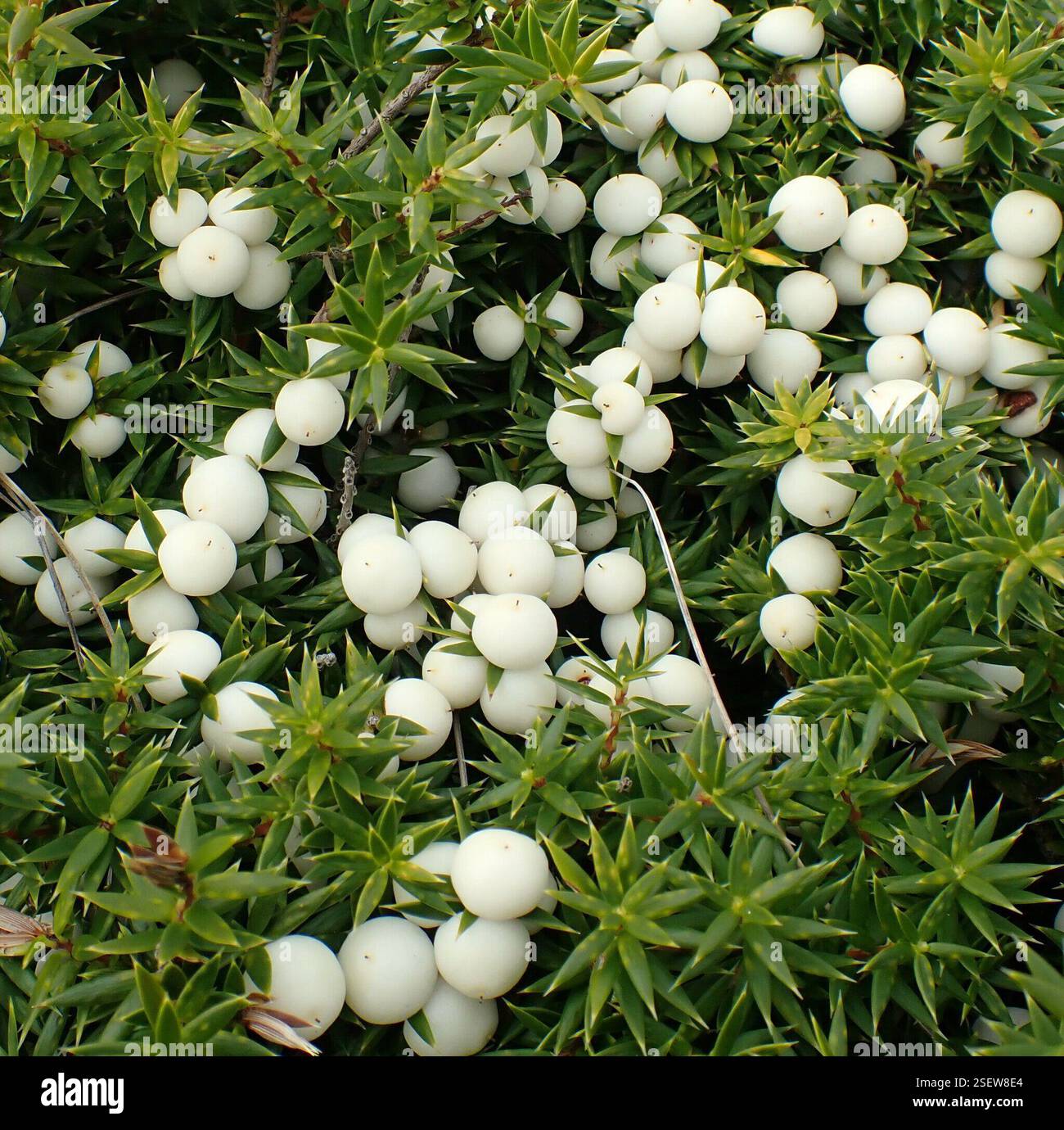 Crimson Berry (Leptecophylla oxycedrus), Plantae, Circular Head ...