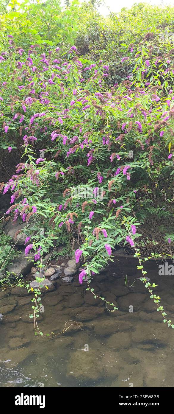 Butterfly bush (Buddleja davidii), Plantae, Malvern St, 28, Woodhaugh ...