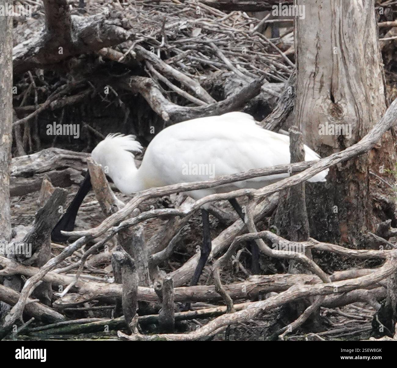 Royal Spoonbill (Platalea regia), Aves, Wheelers Hill VIC 3150 ...