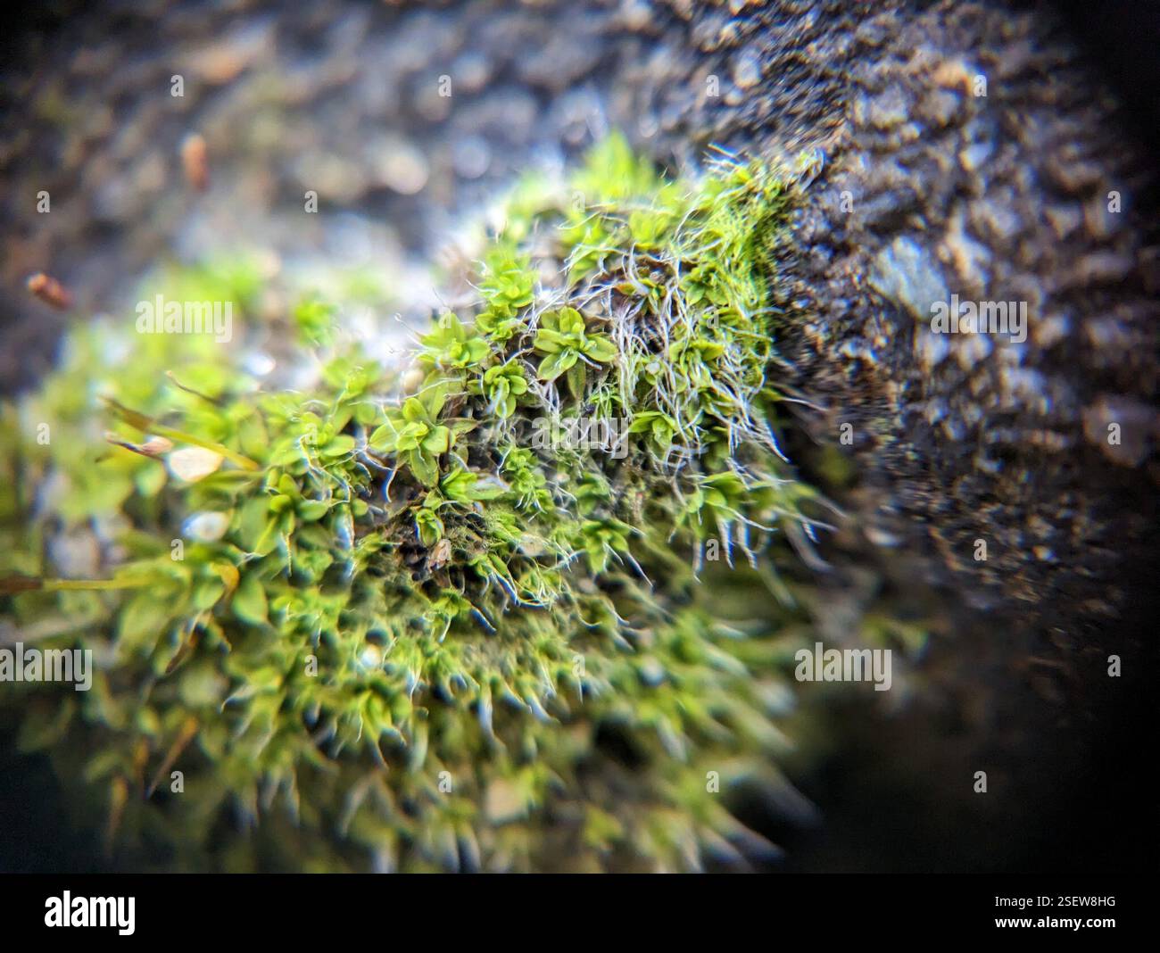 Wall Screw-moss (Tortula muralis), Plantae, West End, Vancouver, BC ...