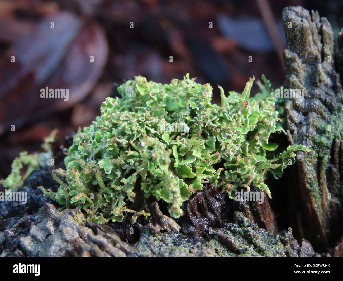 Common Powderhorn (Cladonia coniocraea), Fungi, Capital, BC, Canada ...