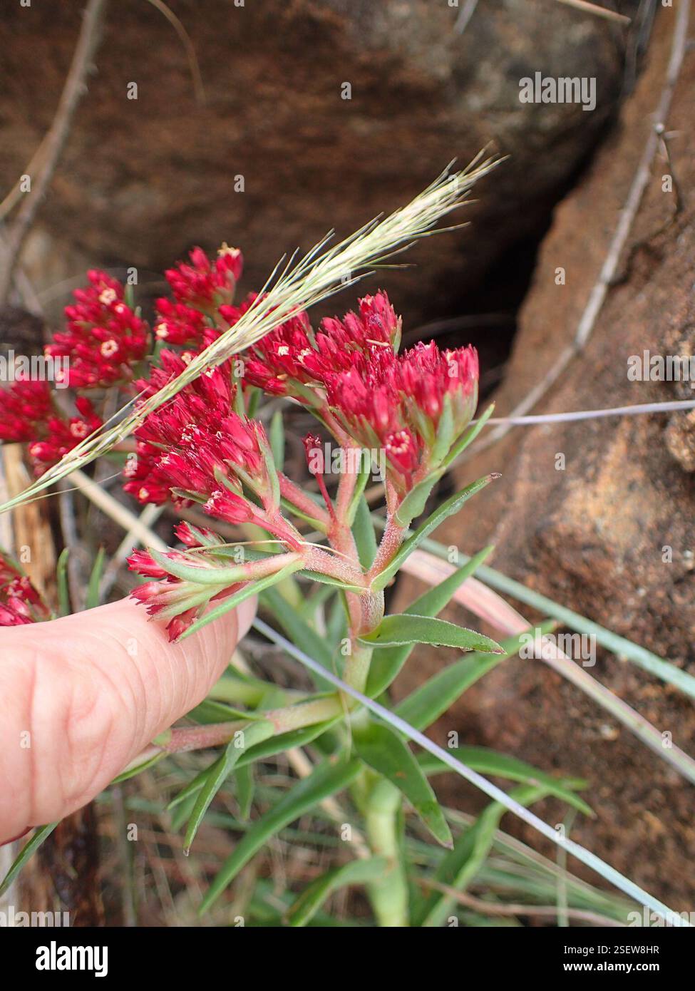 grassland red crassula (Crassula alba), Plantae, uMgungundlovu District ...