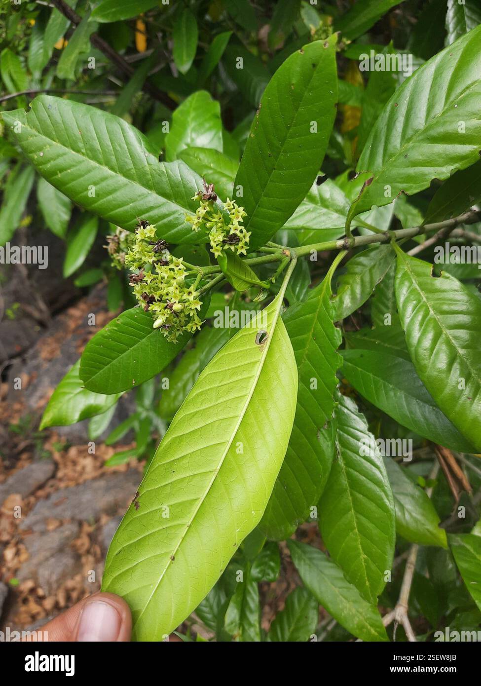Asiatic tarenna (Tarenna asiatica), Plantae, Pakkamalai R.F Stock Photo ...