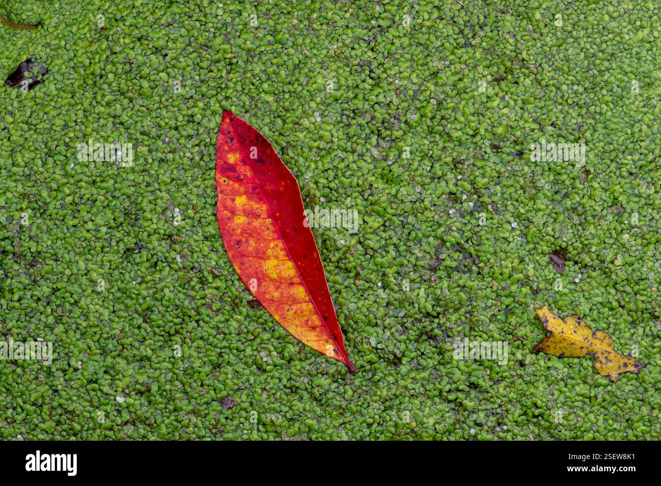 White Bear Township; Minnesota. Tamarack nature center. Beautiful red ...