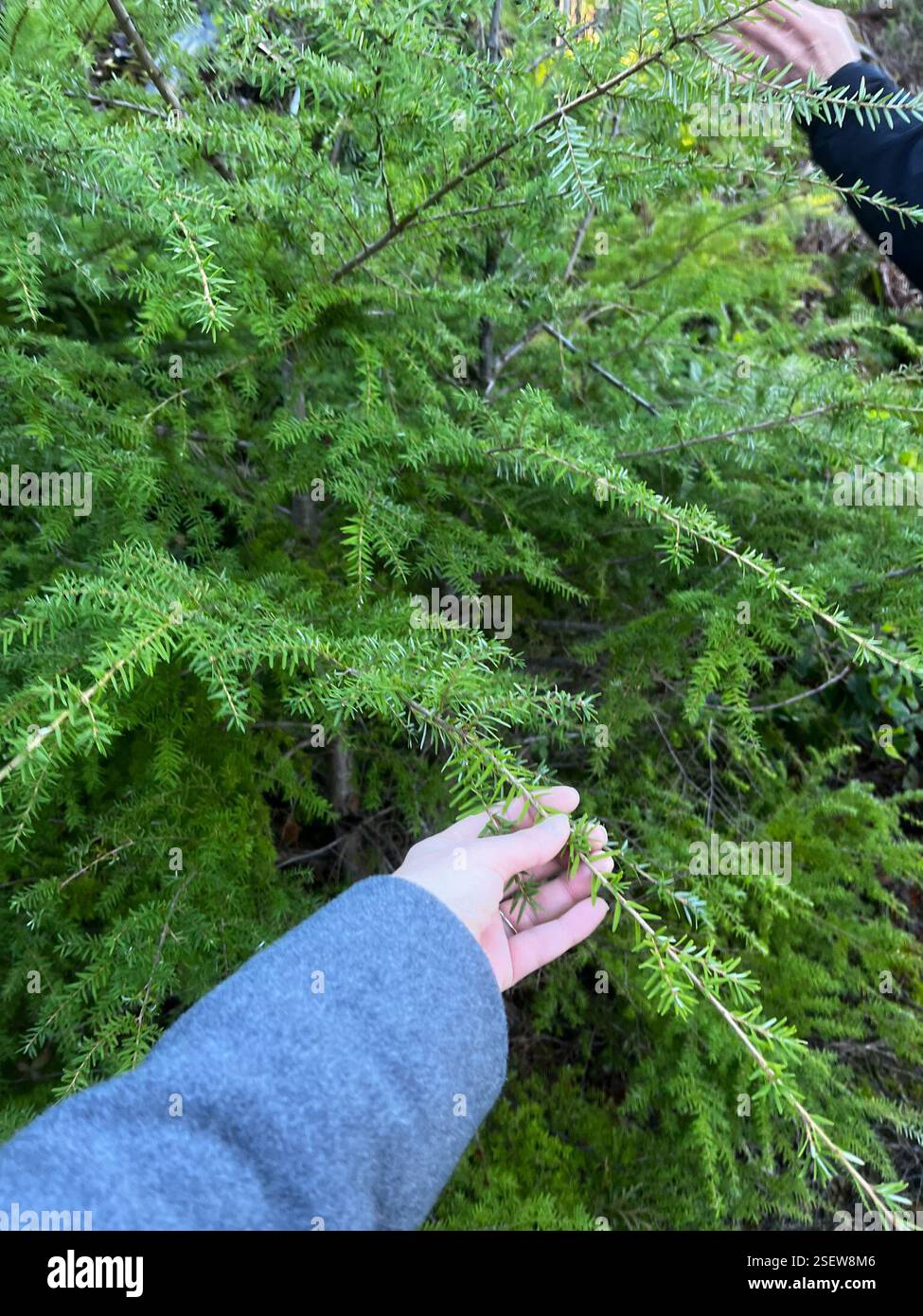 western hemlock (Tsuga heterophylla), Plantae, Sunshine Coast, BC, CA ...