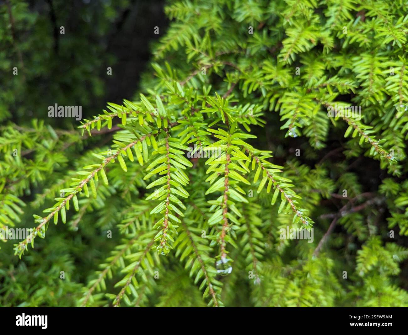 western hemlock (Tsuga heterophylla), Plantae, Vancouver, BC V6G ...