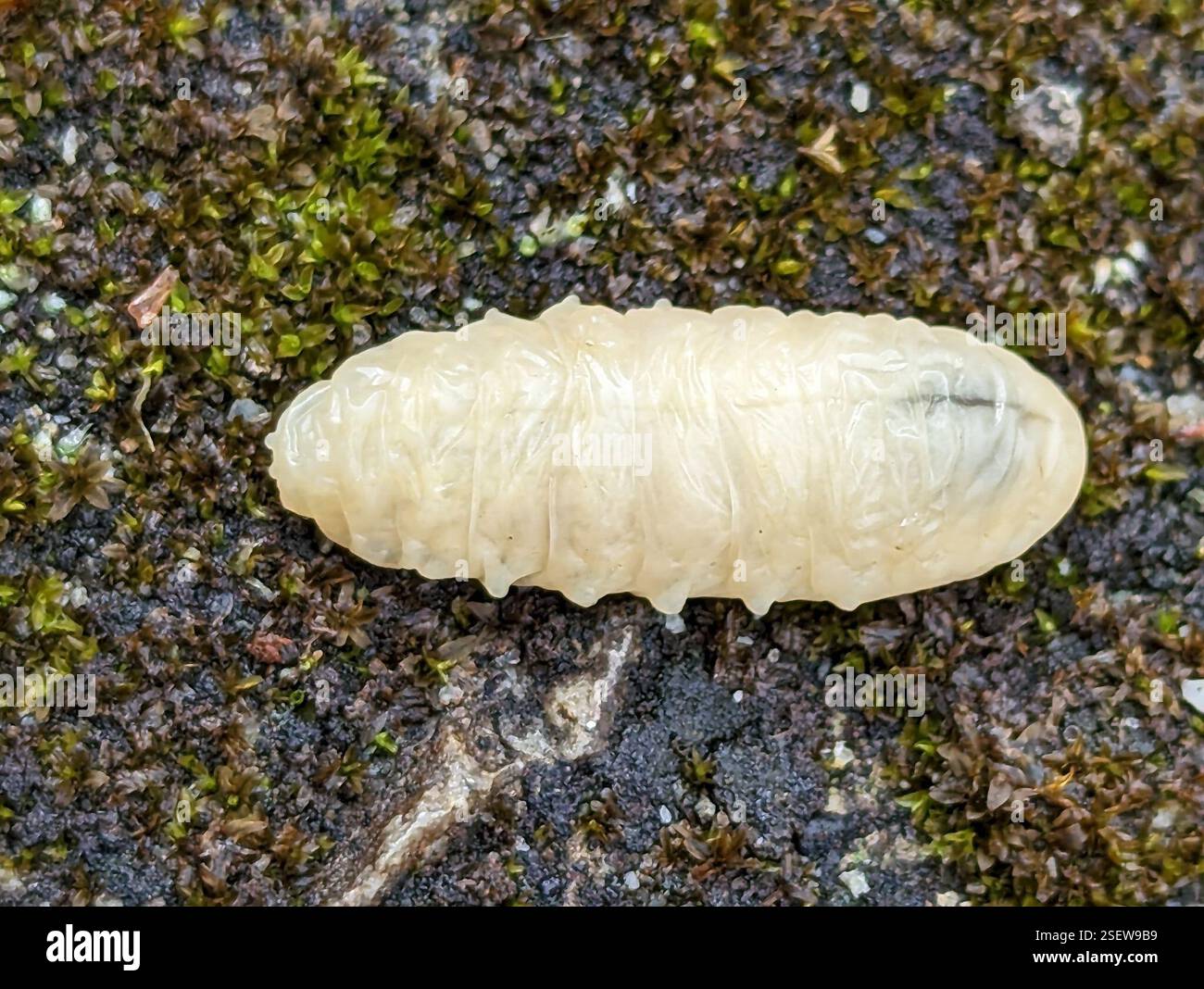 Beetles (Coleoptera), Insecta, Daxueshan Tourists Center, Heping ...