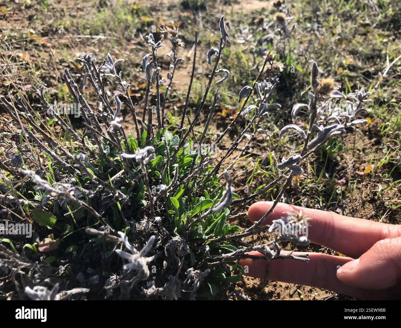 sessileflower false goldenaster (Heterotheca sessiliflora), Plantae ...