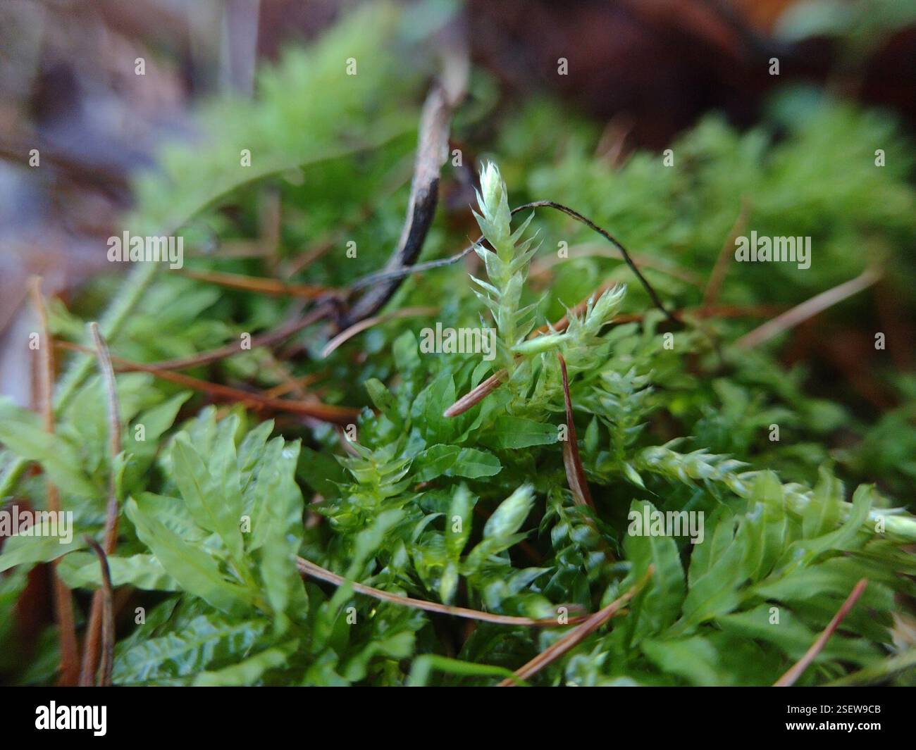 Palm-tree Moss (Plagiomnium undulatum), Plantae, Sopieszyno 77, 84-215 ...