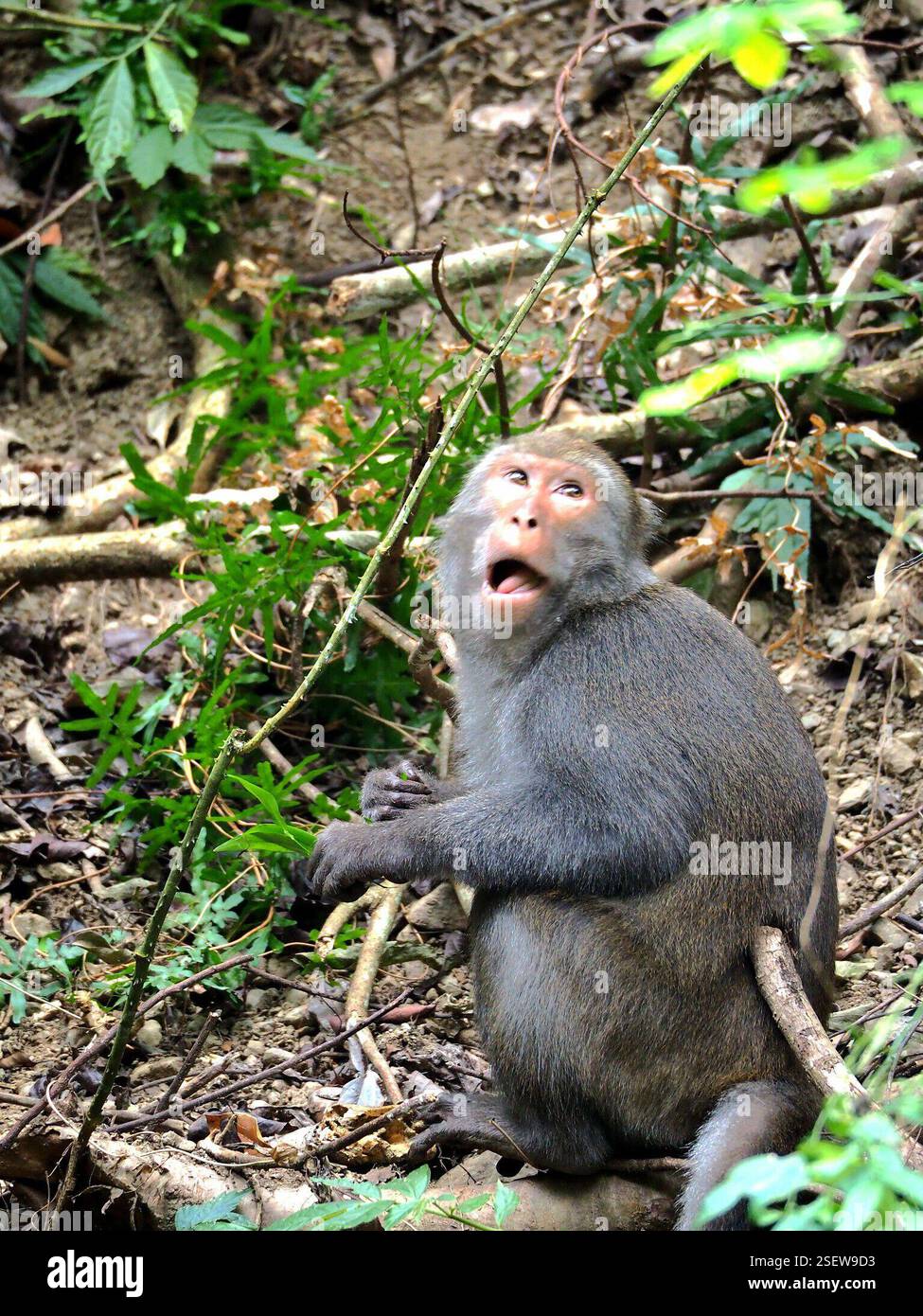 Formosan Rock Macaque (Macaca cyclopis), Mammalia, 台灣南投縣 Stock Photo ...