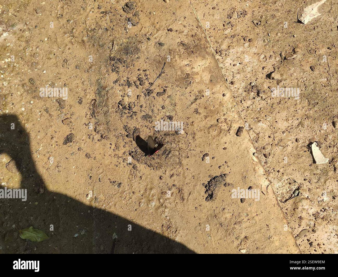 Common Rose Swallowtail (Pachliopta aristolochiae), Insecta, Hpa-An ...