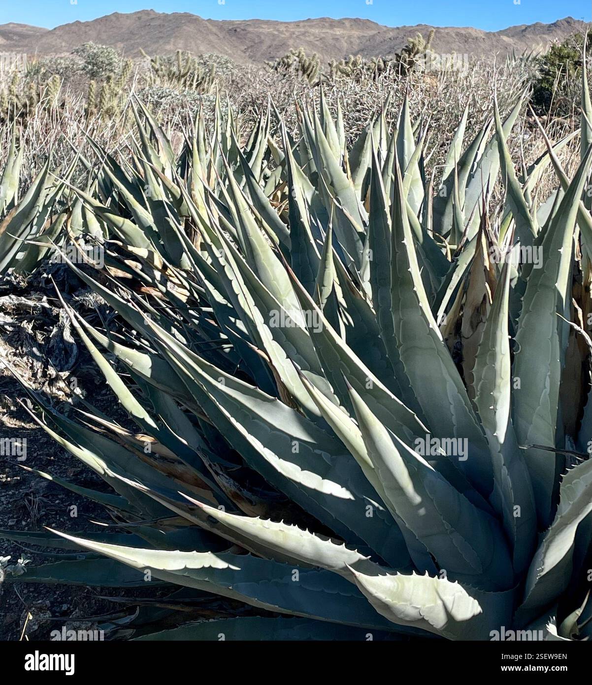 Agave flowering bats hi-res stock photography and images - Alamy