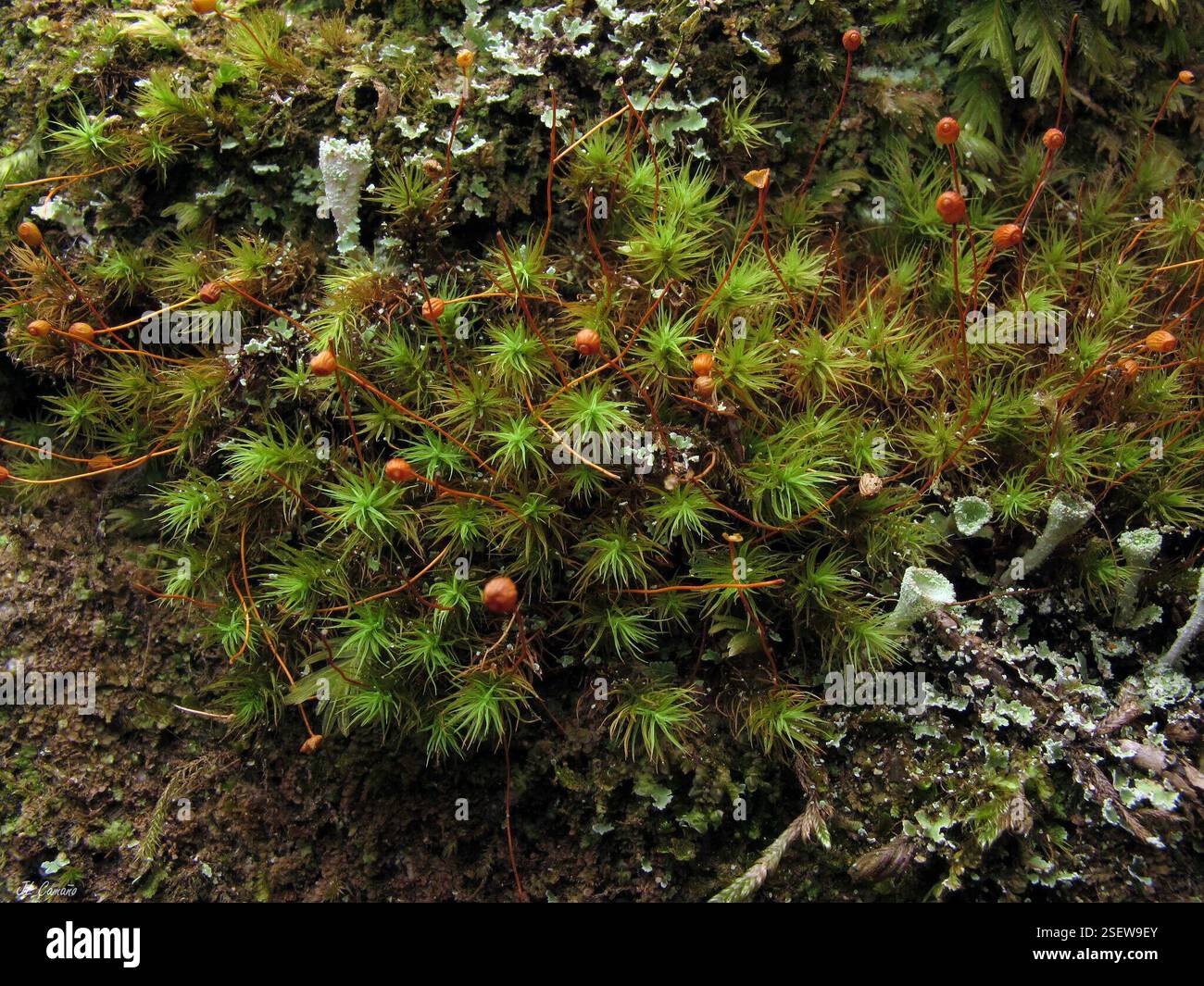 Common Apple-moss (Bartramia pomiformis), Plantae, Pontevedra, España ...