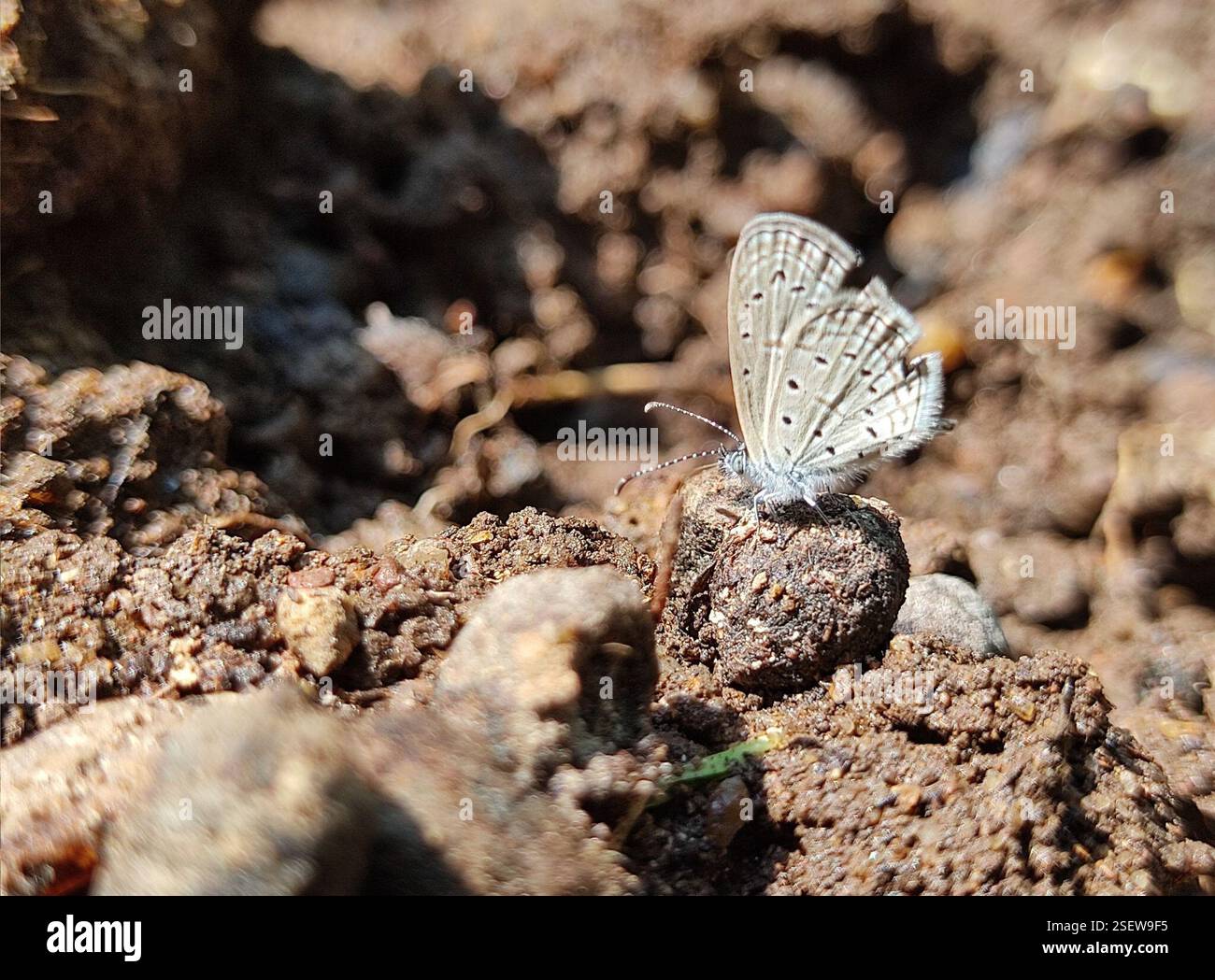 Tiny Grass Blue (Zizula hylax), Insecta, 8RC5+RPH, Kumplampoika, Kerala 689661, India Stock ...