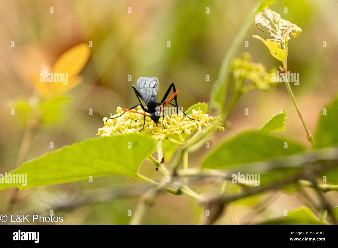 New World Tarantula-hawk Wasps (Pepsis), Insecta, Belize District ...