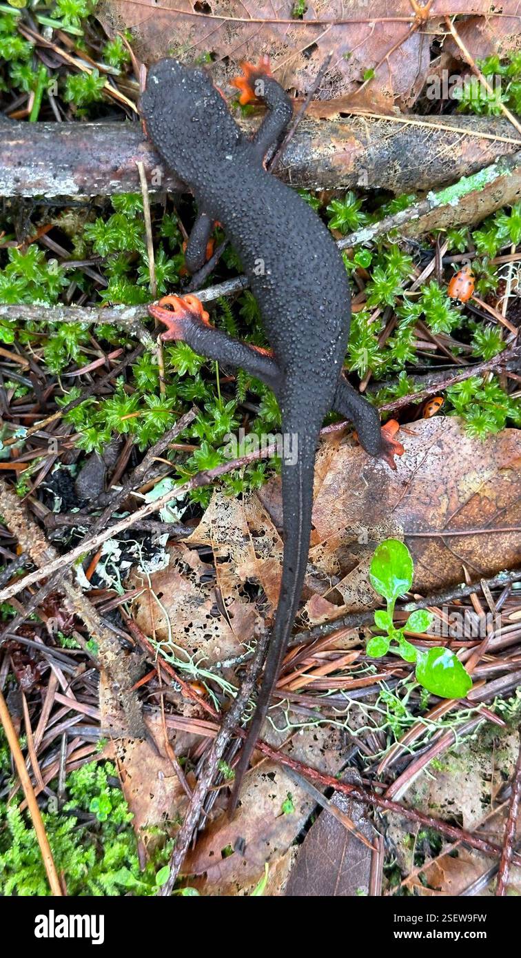 Red-bellied Newt (Taricha rivularis), Amphibia, California, US Stock ...