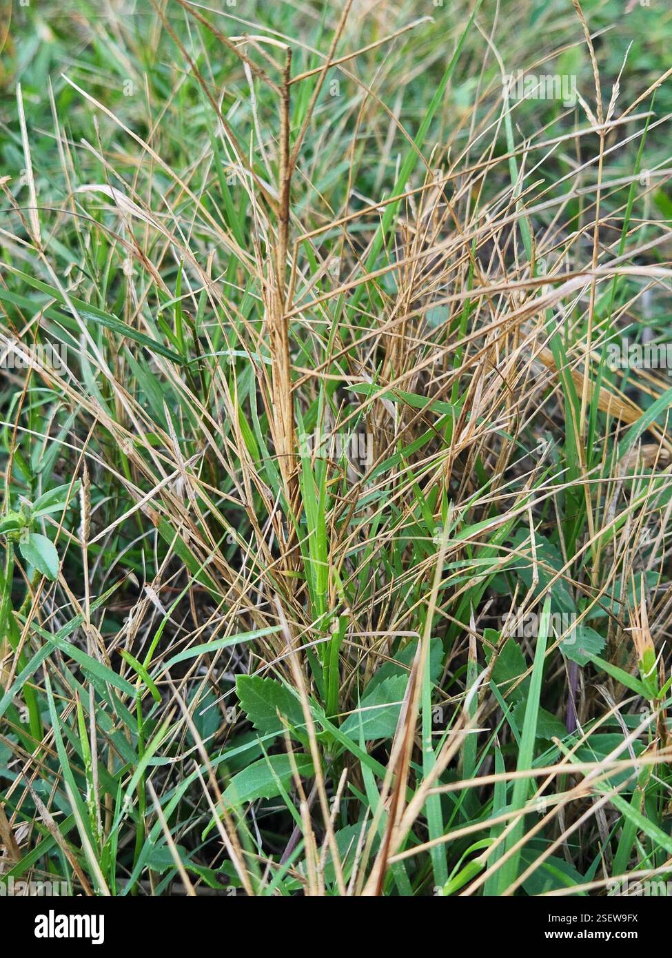 Torpedo grass (Panicum repens), Plantae, Dry Tortugas National Park ...