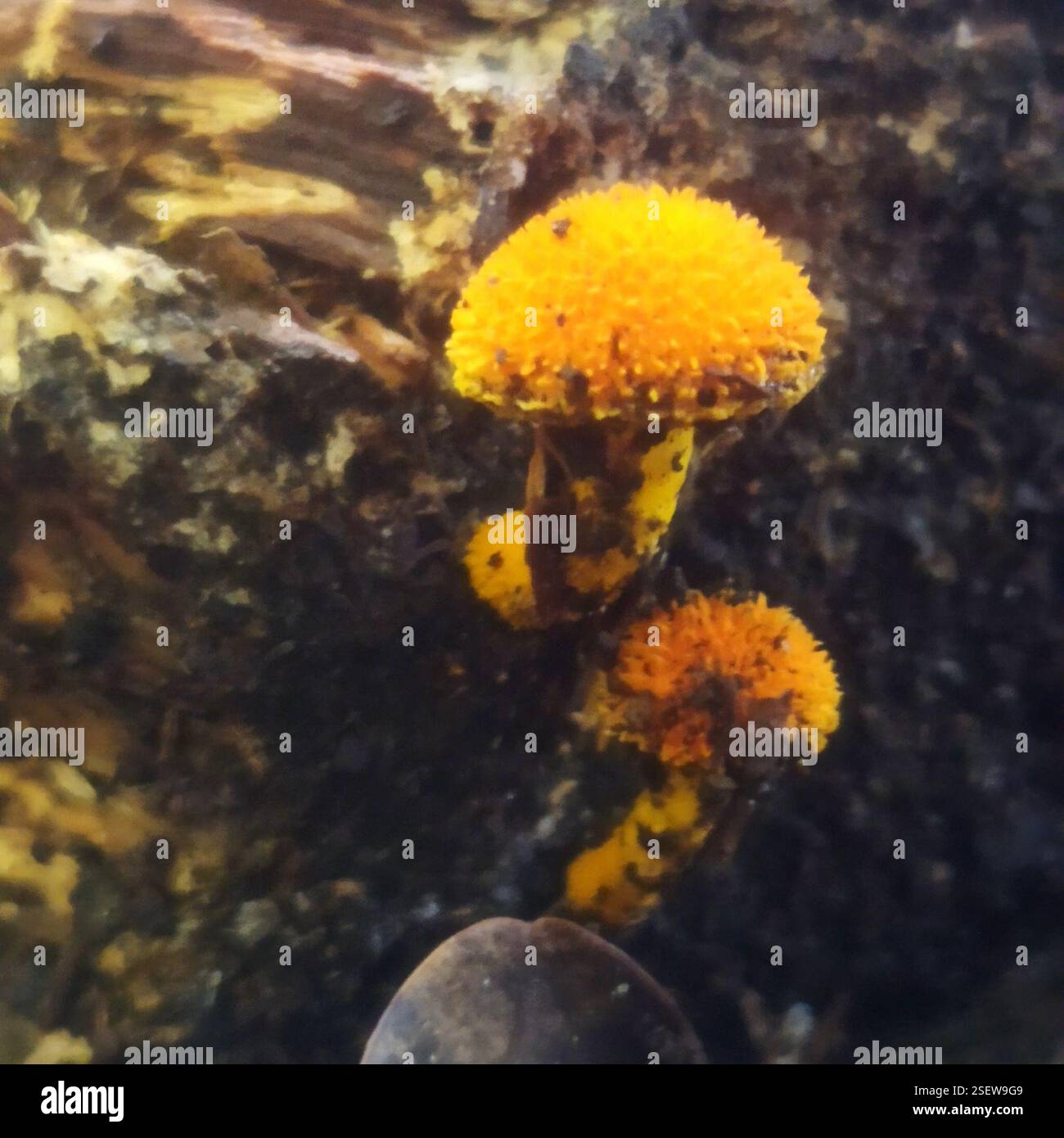 Golden-scruffy Collybia (Cyptotrama asprata), Fungi, Pepsi Pools trail ...