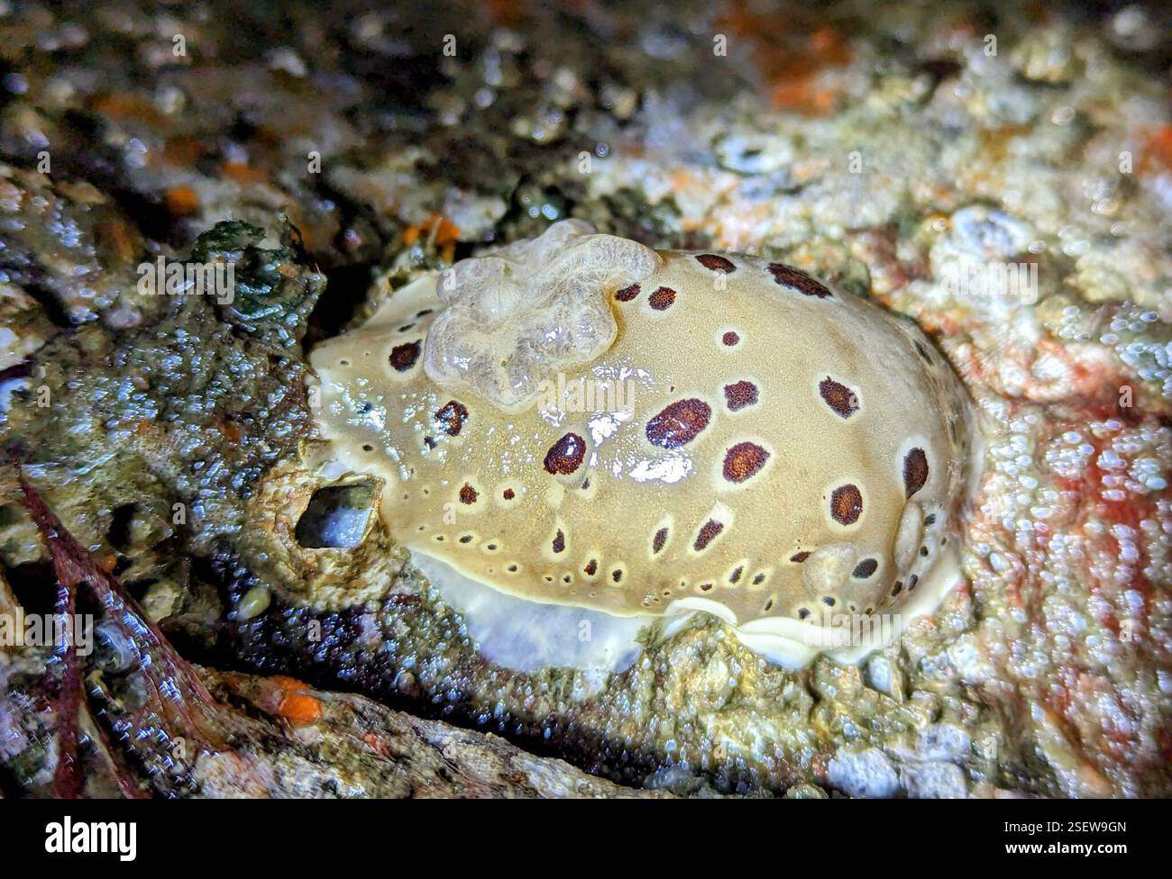 Northern Leopard Dorid (Diaulula odonoghuei), Mollusca, Wildcat Cove ...