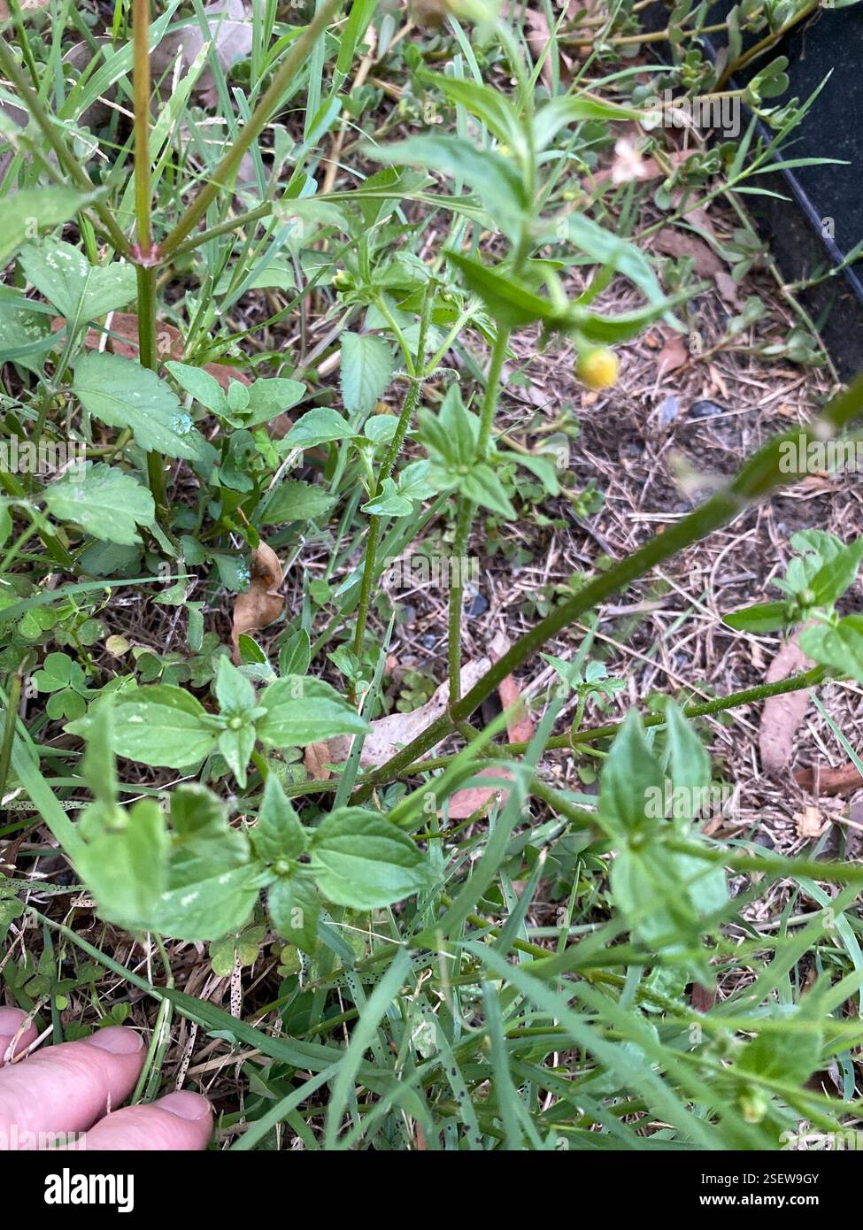 Gallant Soldier (Galinsoga parviflora), Plantae, Peppertree Dr ...