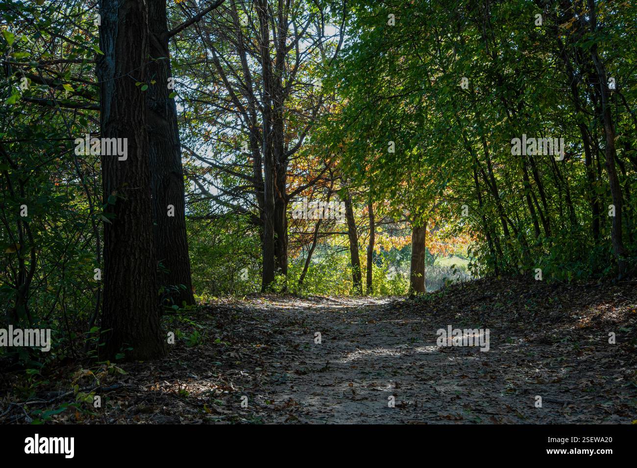 White Bear Township; Minnesota. Tamarack nature center. A path through ...