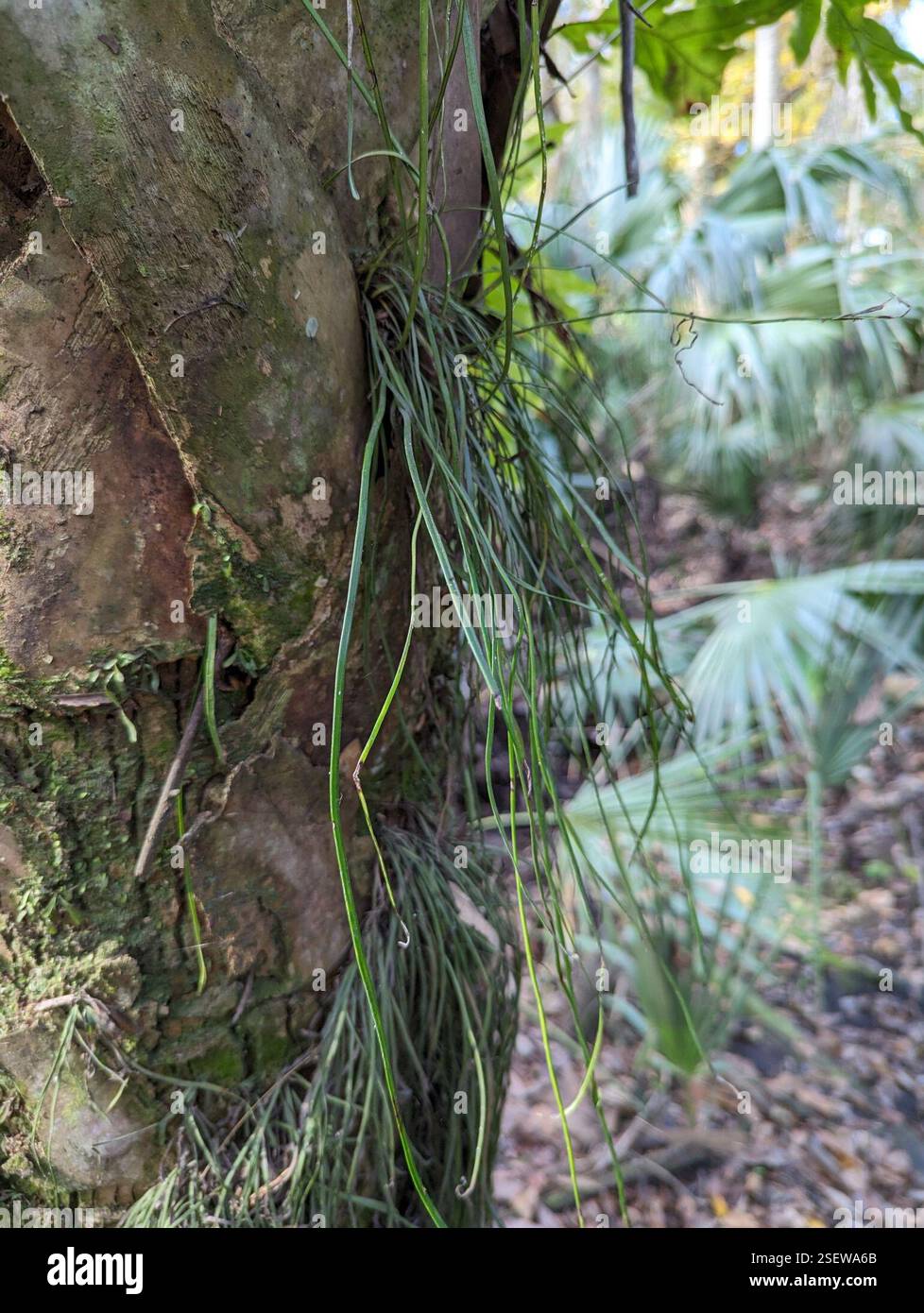 Shoestring Fern (Vittaria lineata), Plantae, PT ORANGE, FL 32128, USA ...