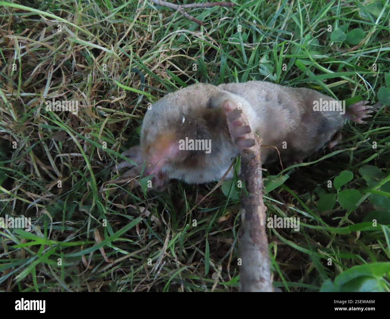 Eastern Mole (Scalopus aquaticus), Mammalia, Louisville, KY, USA Stock ...