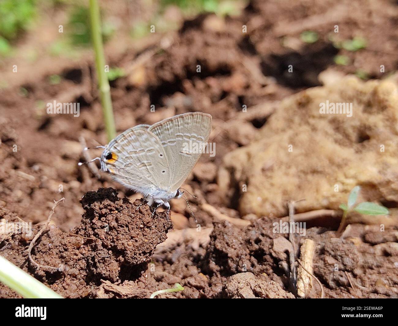 Forget-me-not (Catochrysops strabo), Insecta, 8RC5+RPH, Kumplampoika ...