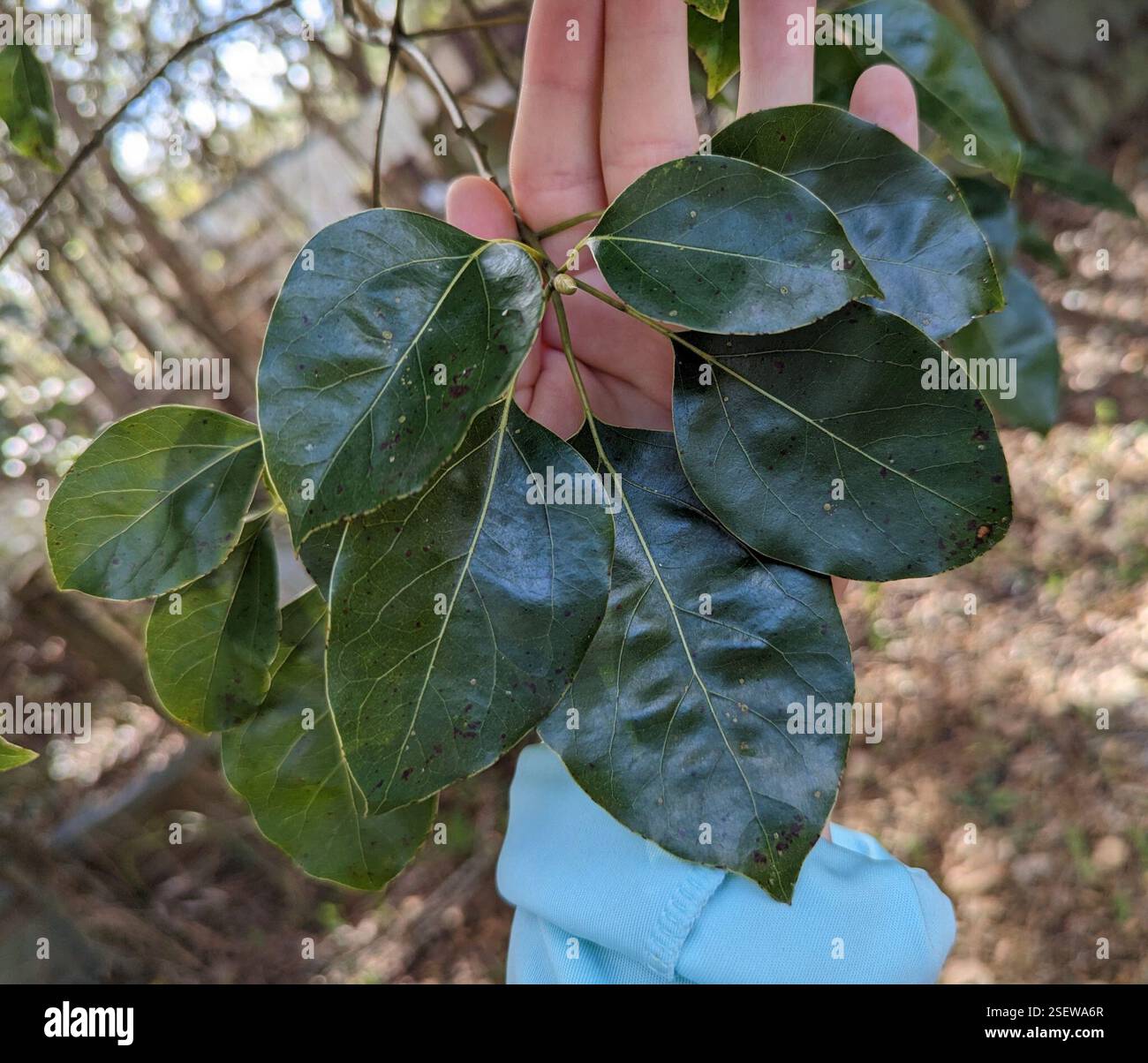 Camphor (Camphora officinarum), Plantae, Brooksville, FL 34601, USA ...