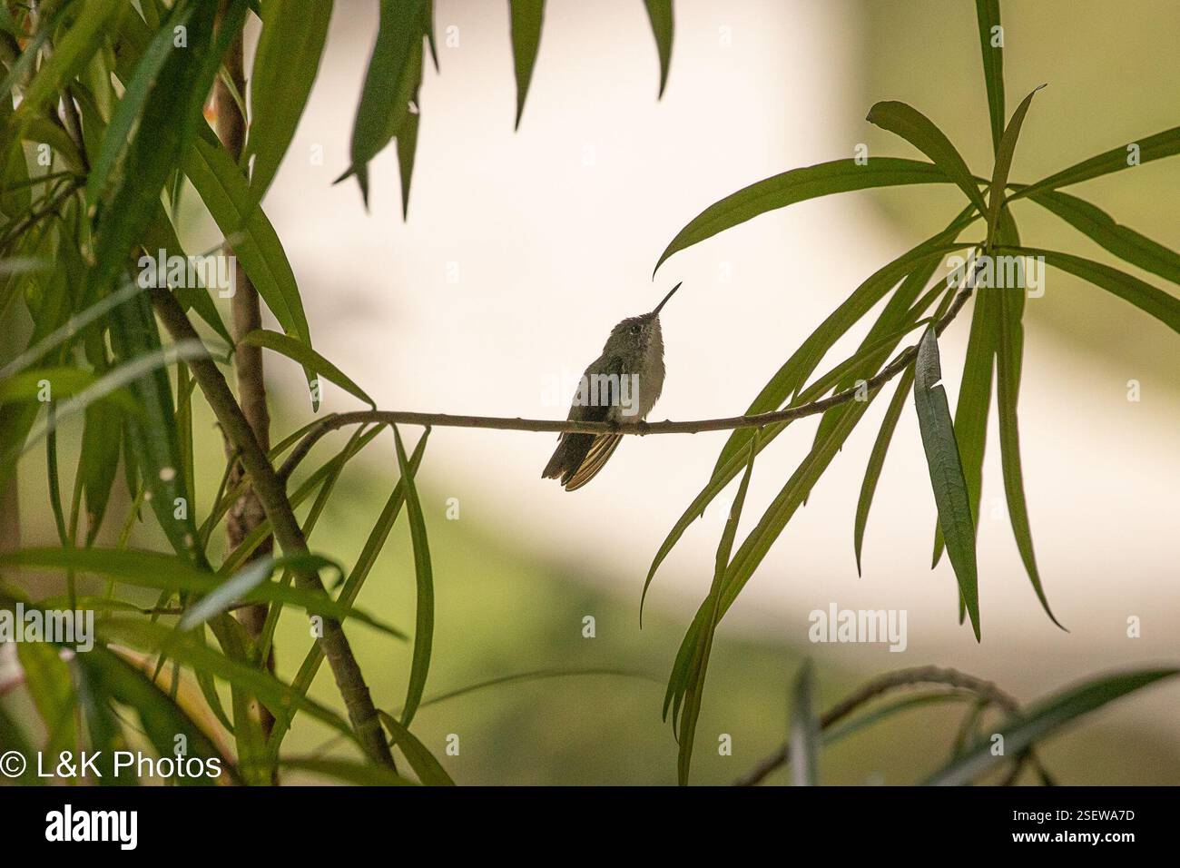 Belize hummingbirds hi-res stock photography and images - Alamy
