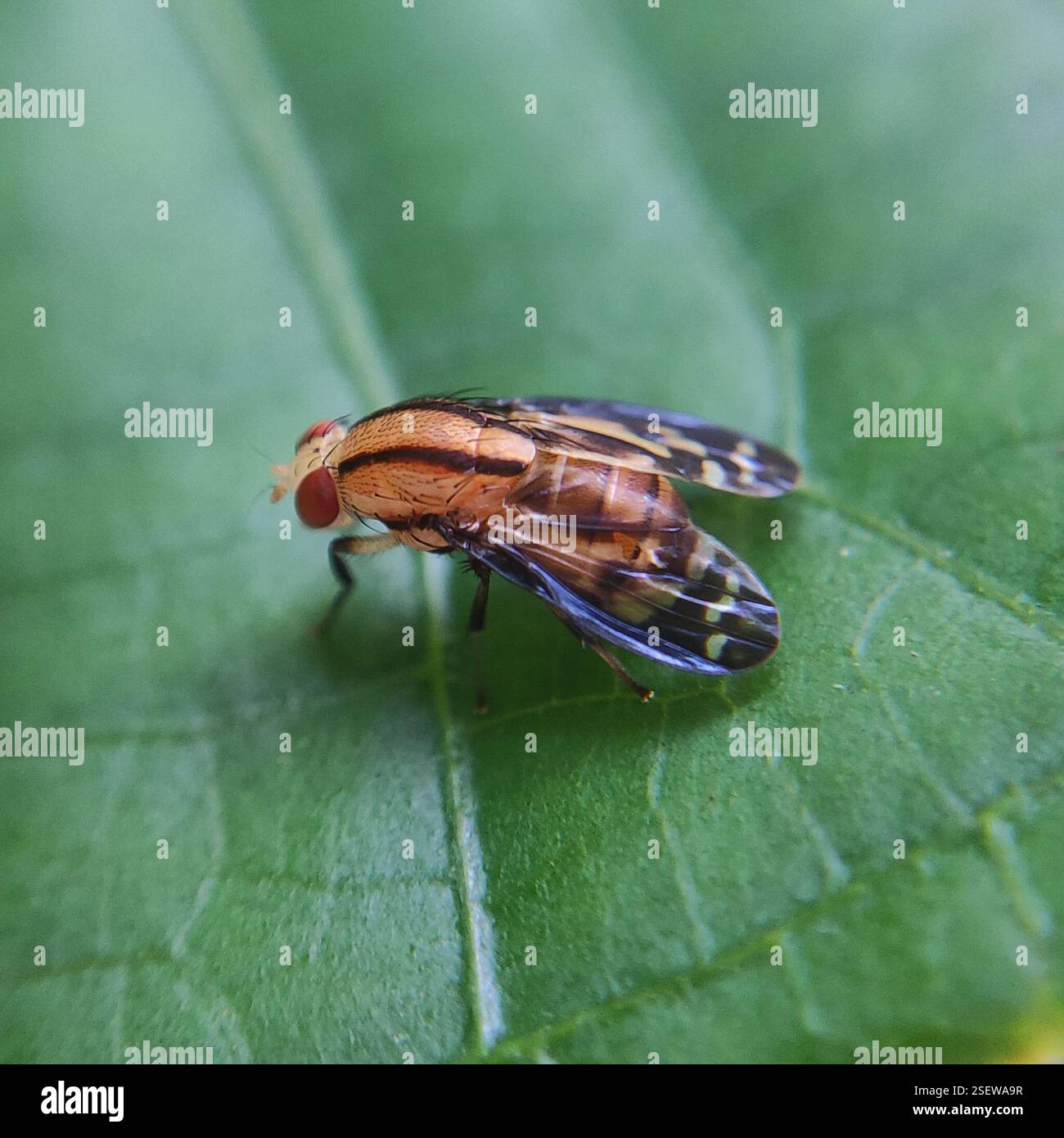 (Homoneura), Insecta, Lagoinha, Ubatuba - SP, 11680-000, Brasil Stock ...