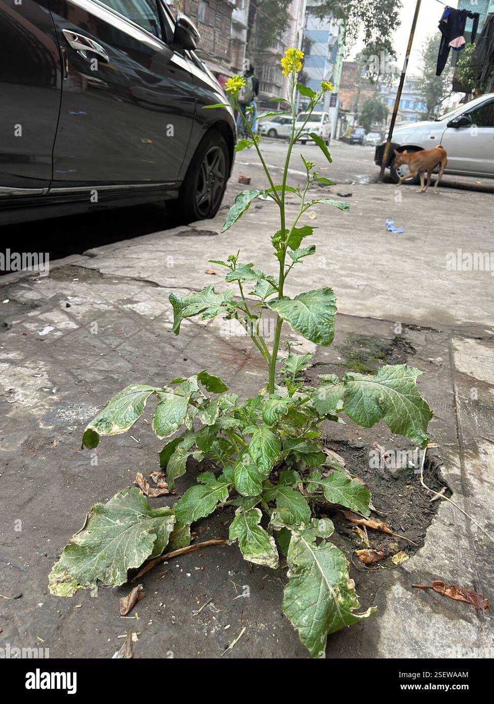 field mustard (Brassica rapa), Plantae, Radha Kanta Jew Street, Kolkata ...